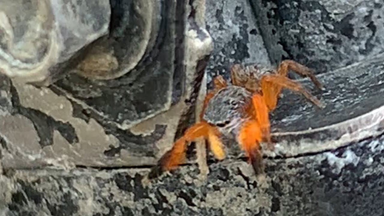 生き物 観察 Creature observation - YouTube