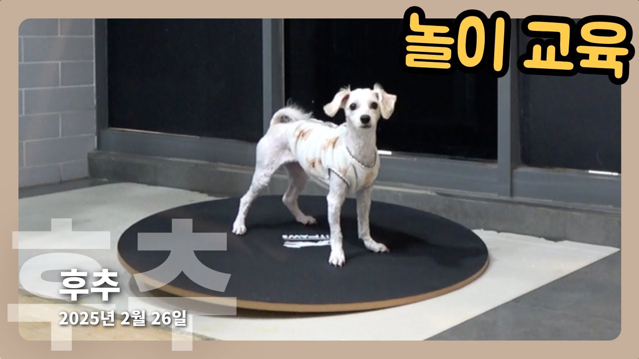 놀이 교육 : 후추 250226 신체 인지 능력_워븗 보드(body awareness_wobble board) - YouTube