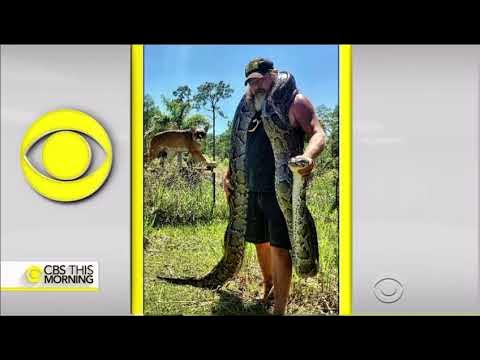 Python hunters take on Florida Everglades' snake problem - YouTube