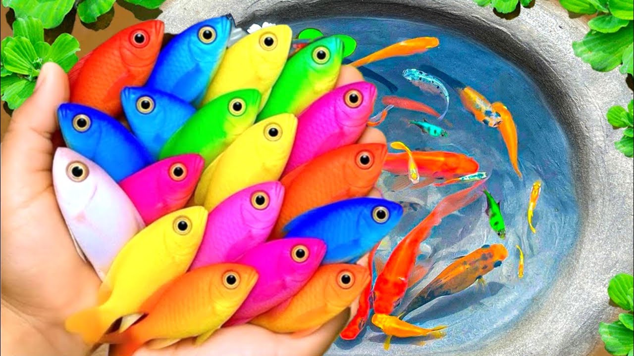 Colorful Aquarium Fish Catch in Small Pond, Dragon Fish, Neon Fish ...