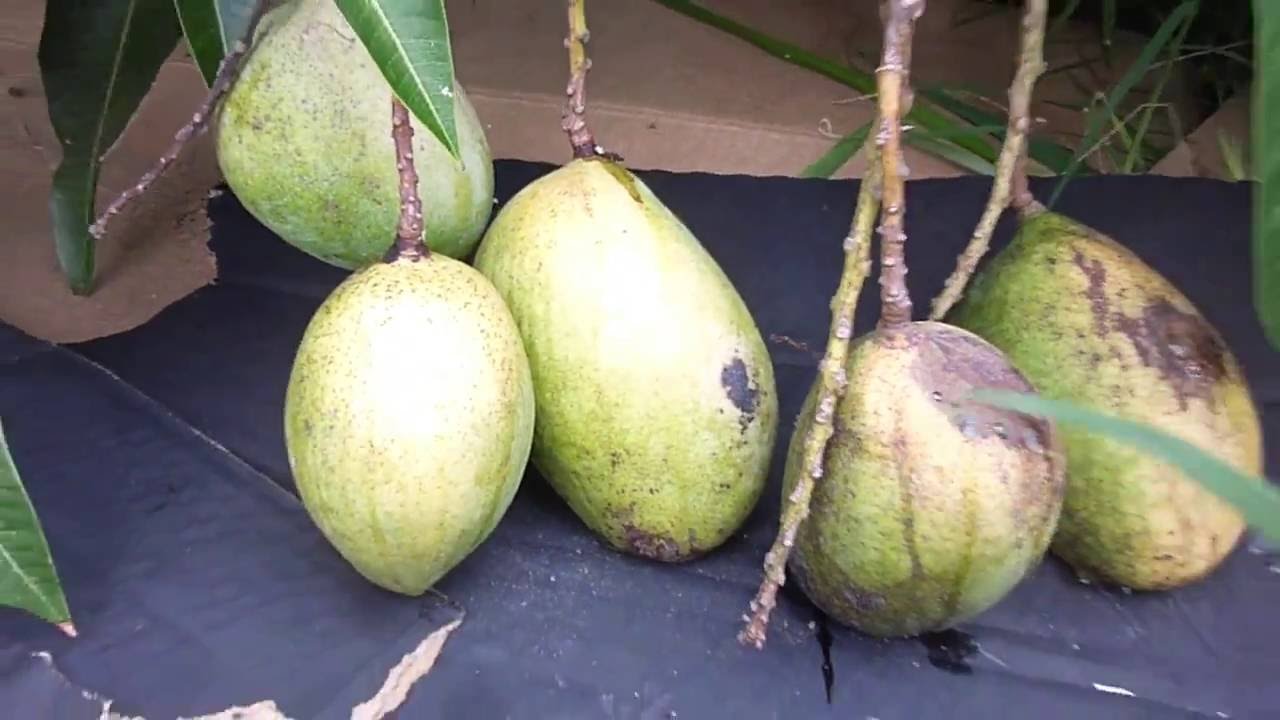 Pickering Mango Tree - Part 8 - YouTube