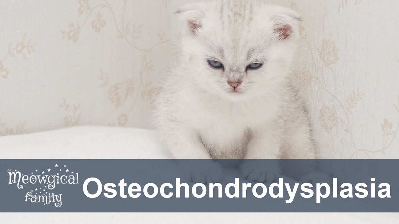Osteochondrodysplasia in Scottish fold cats - YouTube