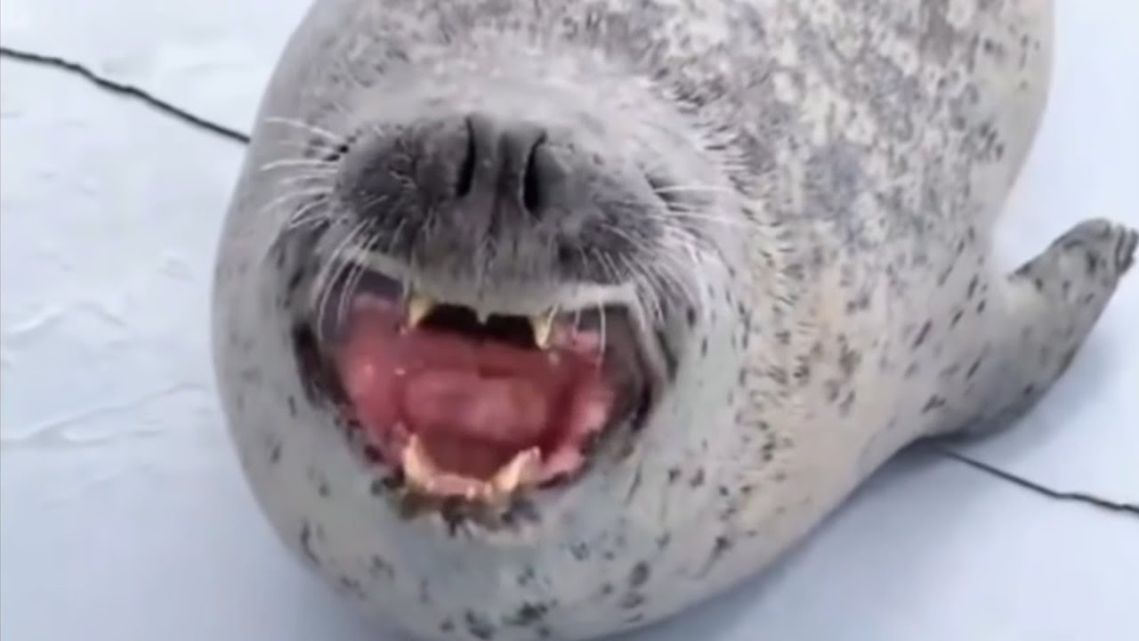 Angry Seal Wants to Bite You - YouTube