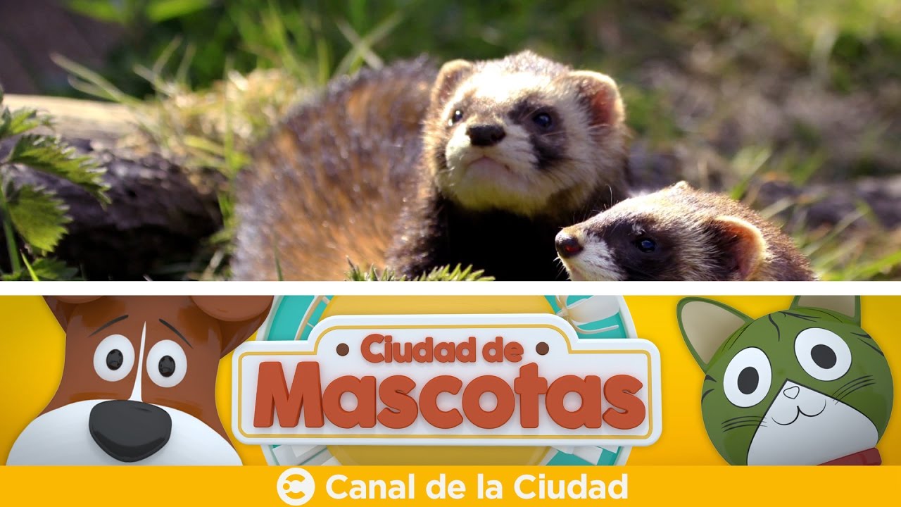 "Razas & Especies": Las características de los Hurones en Ciudad de ...