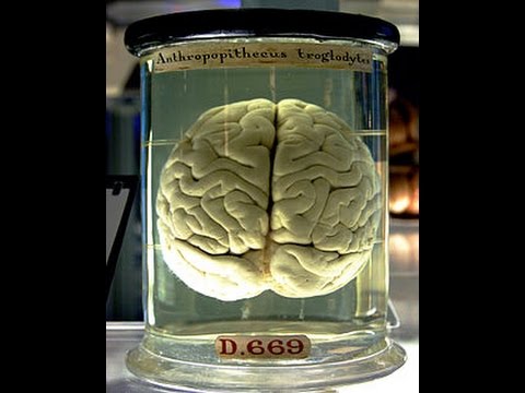 Awesome Human Brain : Best Documentary 2017 - YouTube