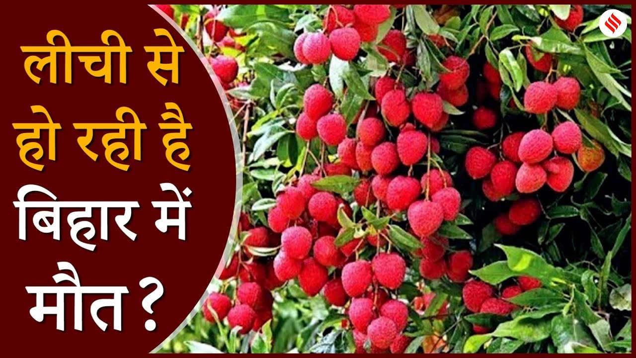 Chamki Fever: क्या Lichie खाने से मर रहे हैं लोग? - YouTube