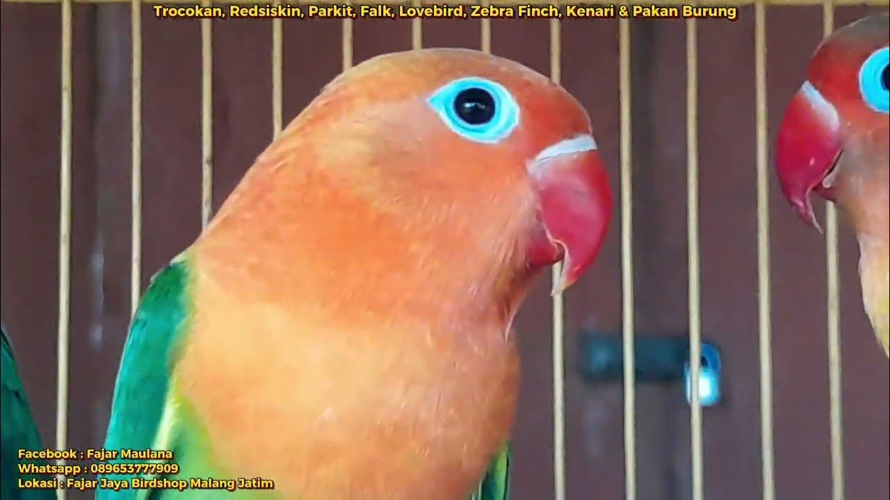Update Harga dan stock burung lovebird warna cantik per april 2024 di kios fajar jaya birdshop ...