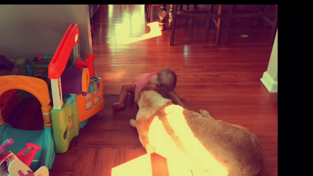 Olivia and the Arf-Arf Show | Episode 5 - YouTube