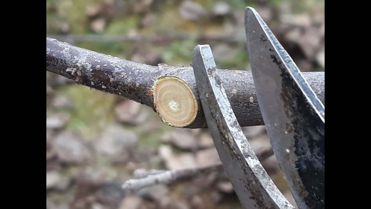 Taieri de primavara la mar (diferente intre taieri corecte si gresite ...