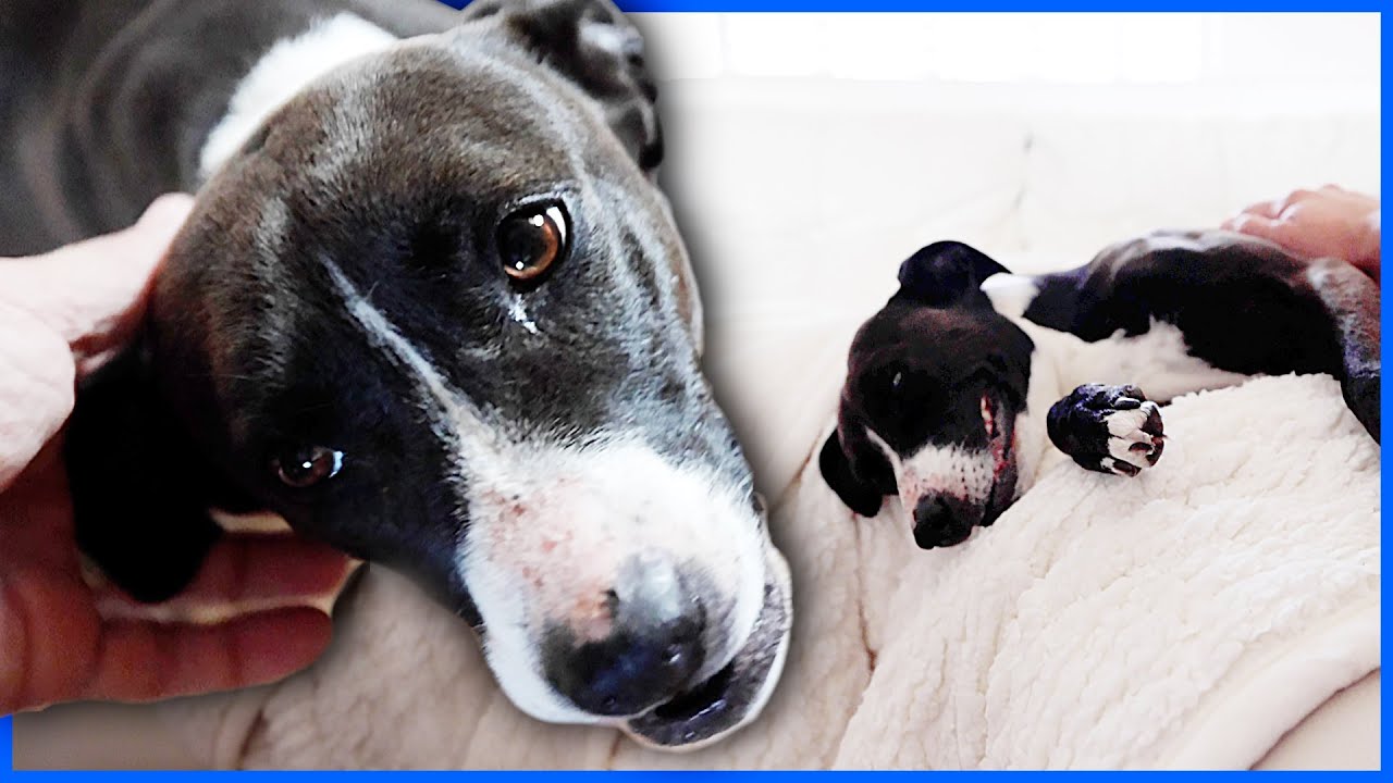 OREO IS DYING! - YouTube