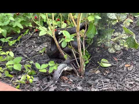 Why Black Snakes In Blueberry Bushes