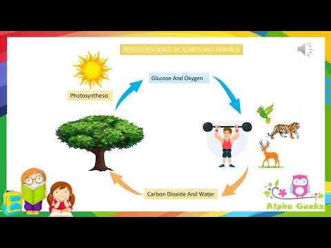 Interdependence of Plants and Animals - Module 1.7 (Chapter 1 ...