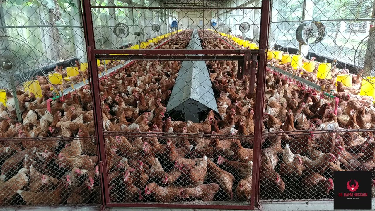 Cage Free Layer Farm Management - YouTube