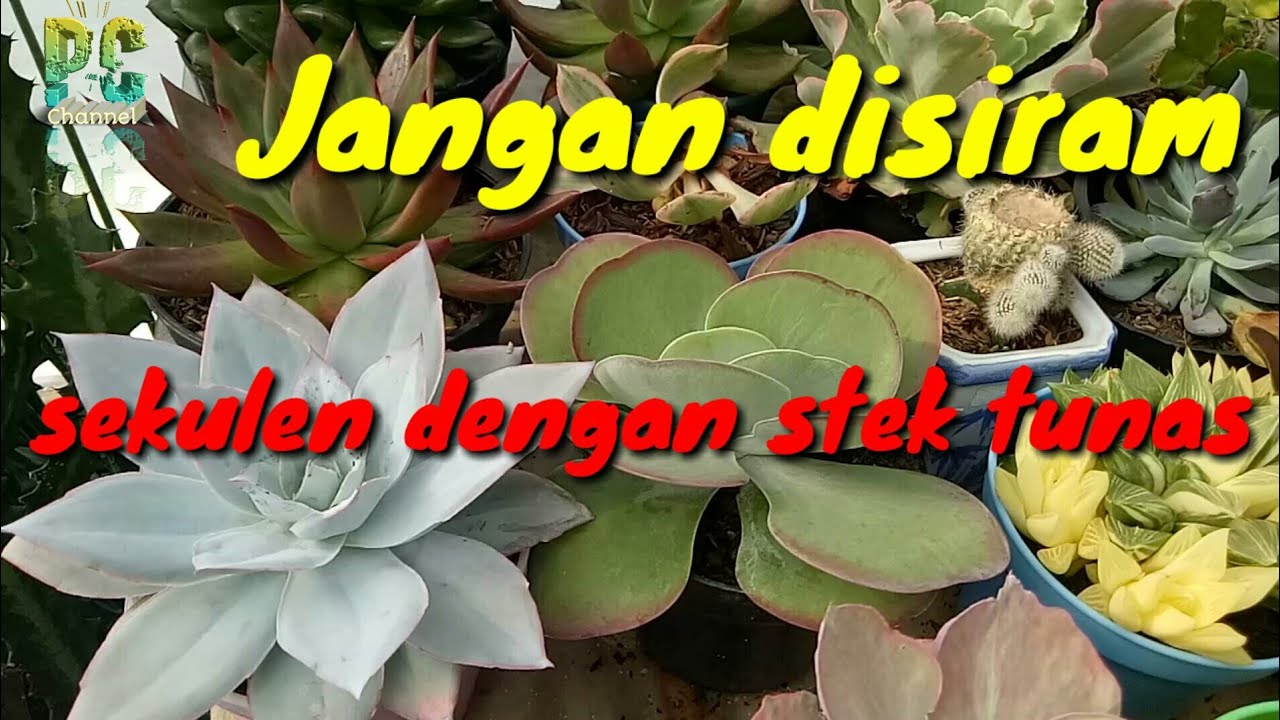 Memperbanyak bunga sekulen sederhana dan cepat - YouTube