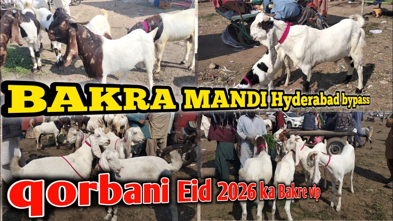 بکرا منڈی حیدرآباد 2026 | بکرے بکریوں کے تازہ ریٹ | Hyderabad Bakra ...