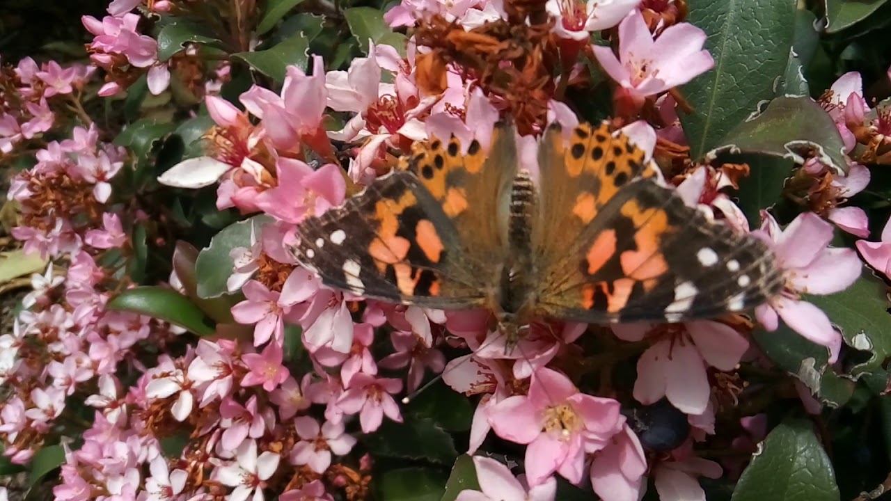 Rare Moth Mimics Monarch Butterfly!!!! - YouTube