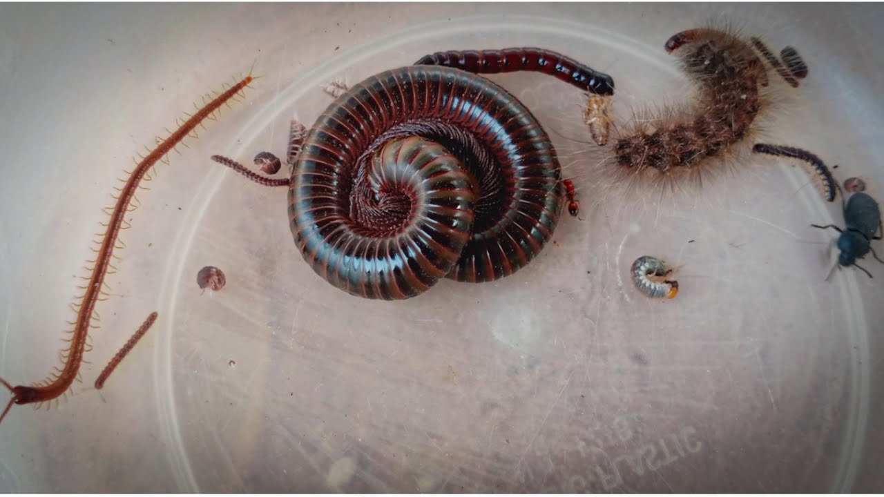 Looking Insect Meet Lava, Centipede, Millipede, Worms, Cricket,Ants # ...