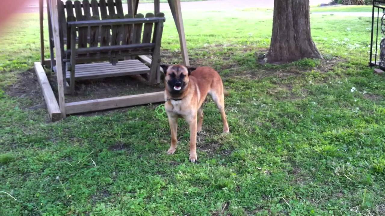 Angry Belgian Malinois - YouTube