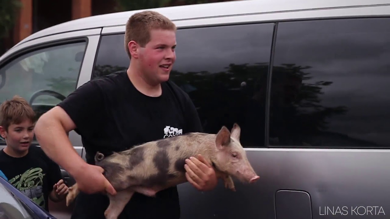 Pig catching - YouTube