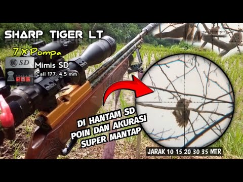Uklik Sharp tiger Long truglo | Hunting burung tekukur dan tupai | poin ...