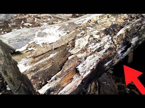 Setelah 65 tahun terkubur kayu jati purba tolak tawaran 7 juta sekali angkut. sawmill