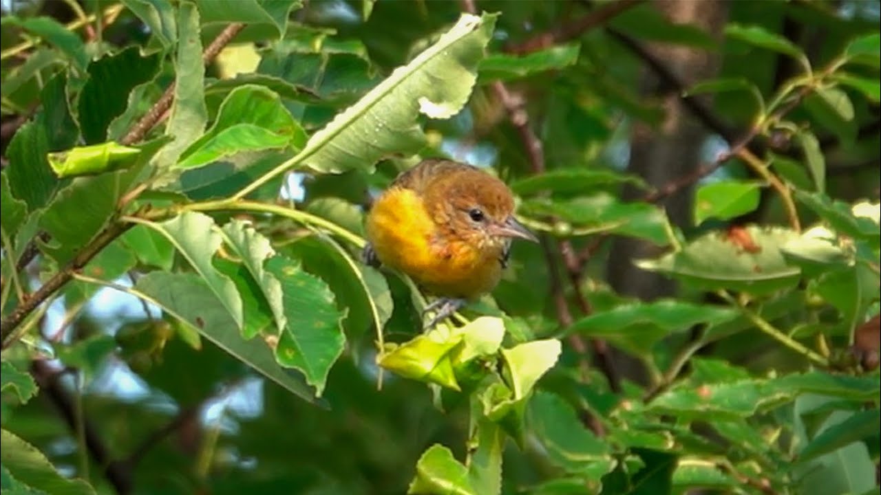 Pic of Female Baltimore Oriole (ID Guide & Photos) - Birdshow.blog
