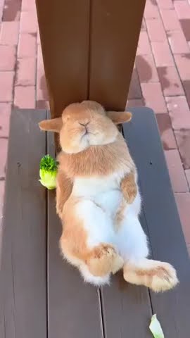 rabbit takes a nap #viral #animals - YouTube
