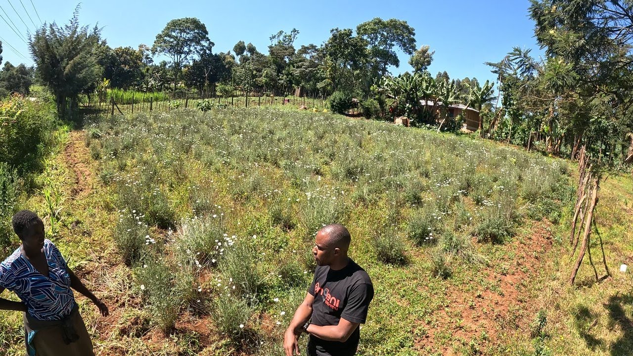 A Day with a Pyrethrum Farmer: Kenyan Small-Scale Farming Insights ...