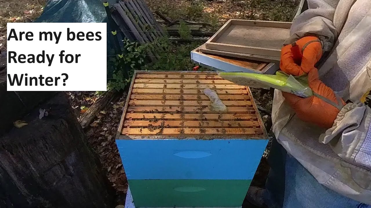 How I prepare my bees for winter - YouTube