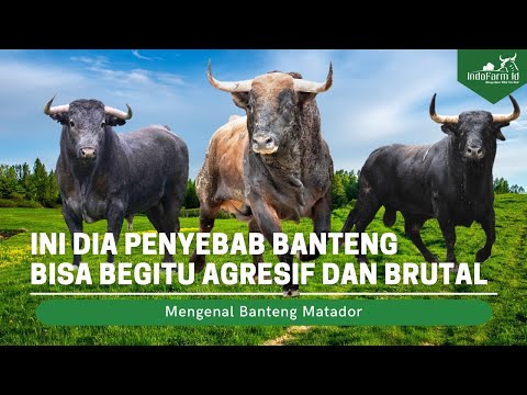 BANTENG GALAK SEKALI! Penyebab Banteng Spanyol Sangat Galak dan Agresif