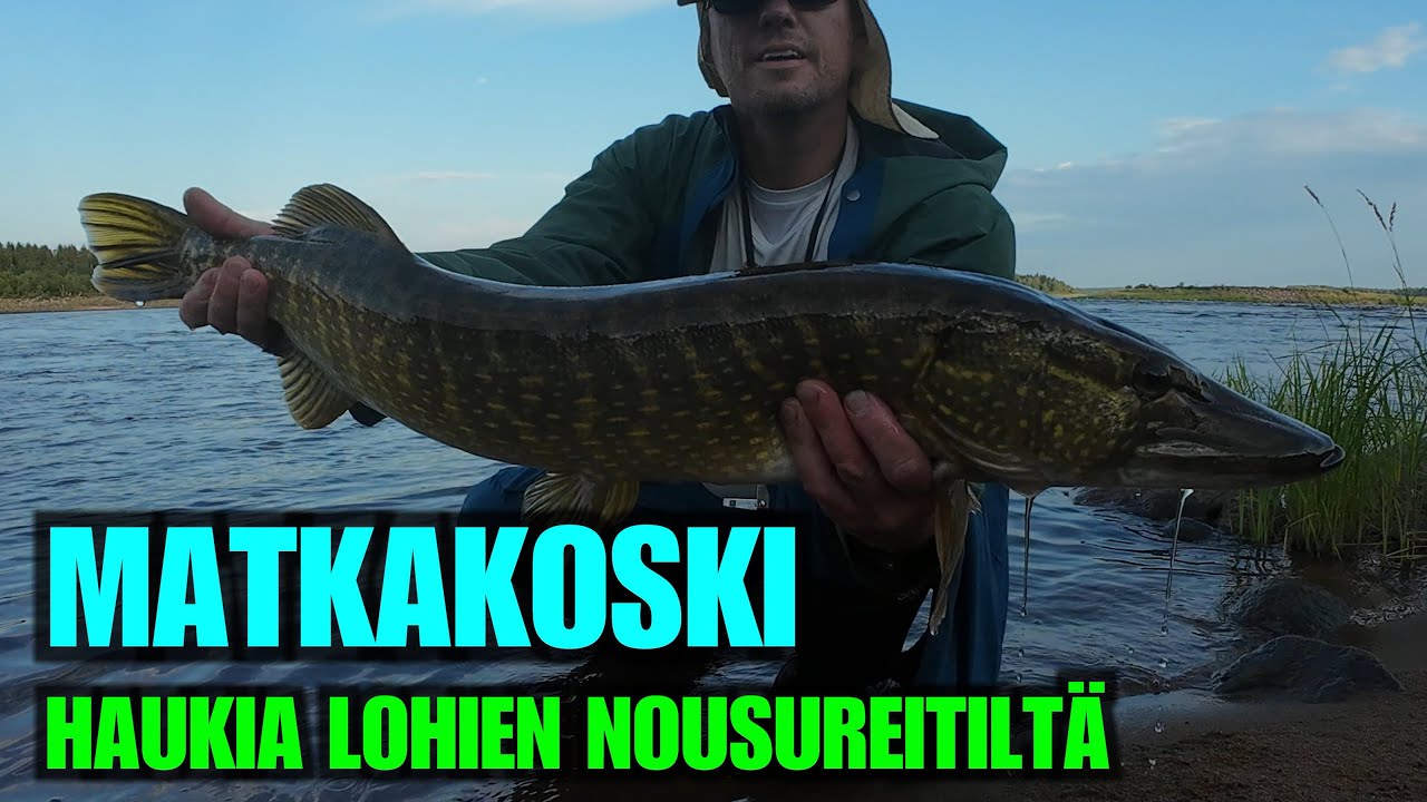 MATKAKOSKI KALASTUS (4K) - Lohien Nousureitiltä haukia ja tärppejä ...