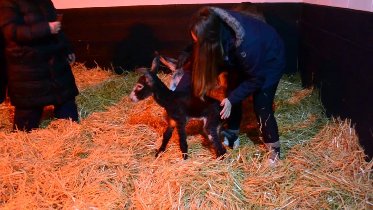 Baby Donkey Takes First Steps - YouTube