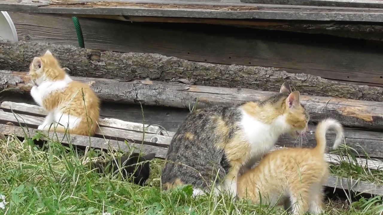 Mutterliebe einer Katze mit ihren Kätzchen - YouTube