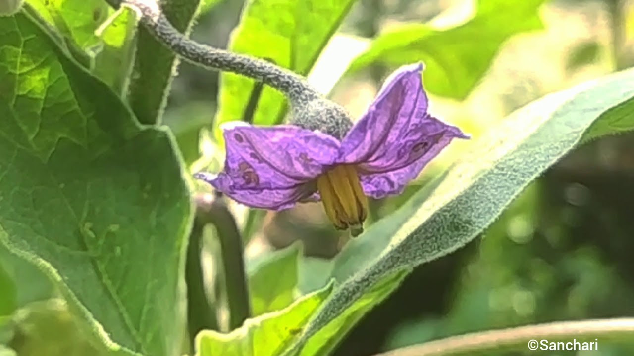 Buzz pollination in brinjal (Nomia sp.) - YouTube