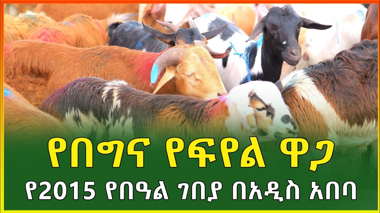 የበግና የፍየል ዋጋ በ2015 የበዓል ገበያ! በአዲስ አበባ! Ethiopia | Gebeya - YouTube