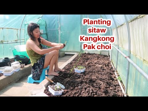 Planting My Filipino Vegetables | A Filipina in the UK - YouTube