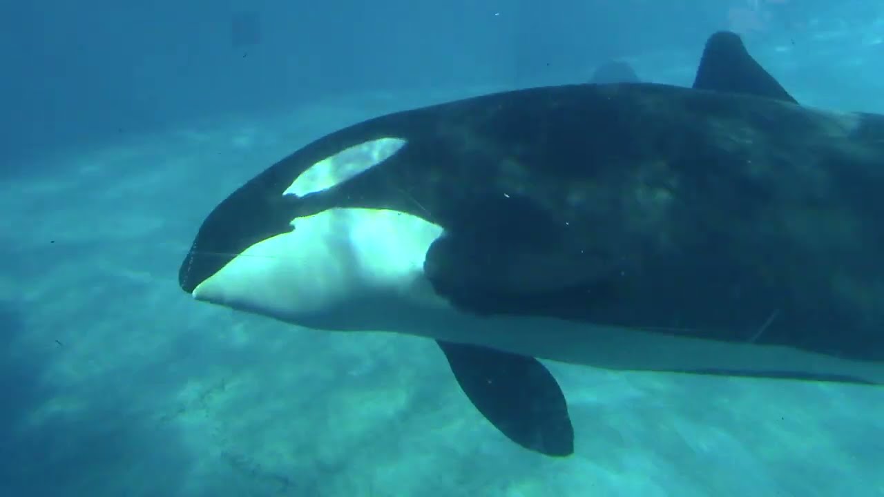 Corky and Ikaika - Orca Underwater Viewing at SeaWorld San Diego ...