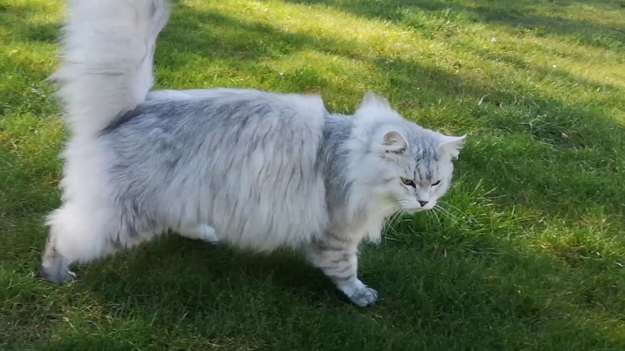 Påsken 2019 - sol och glada katter - YouTube