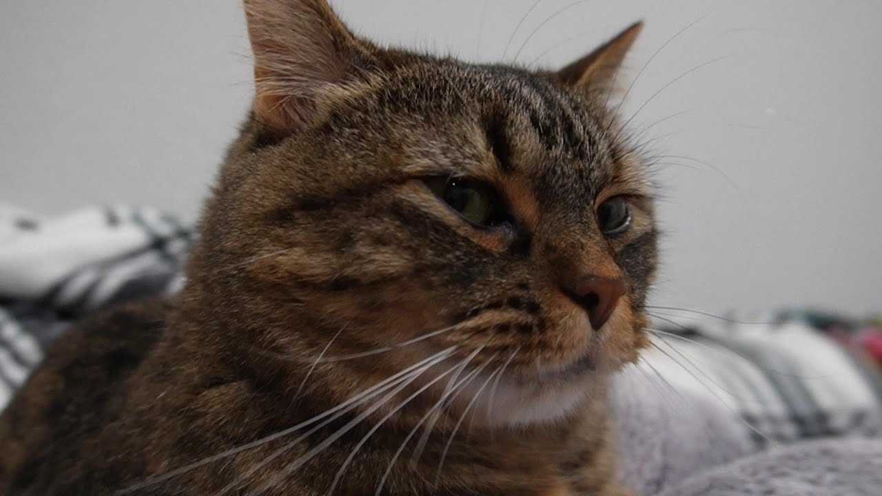 She gave the camera such sassy side eye - YouTube