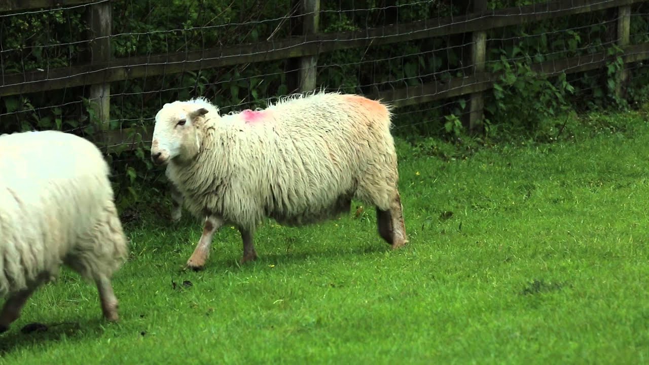 Scared Sheep - YouTube