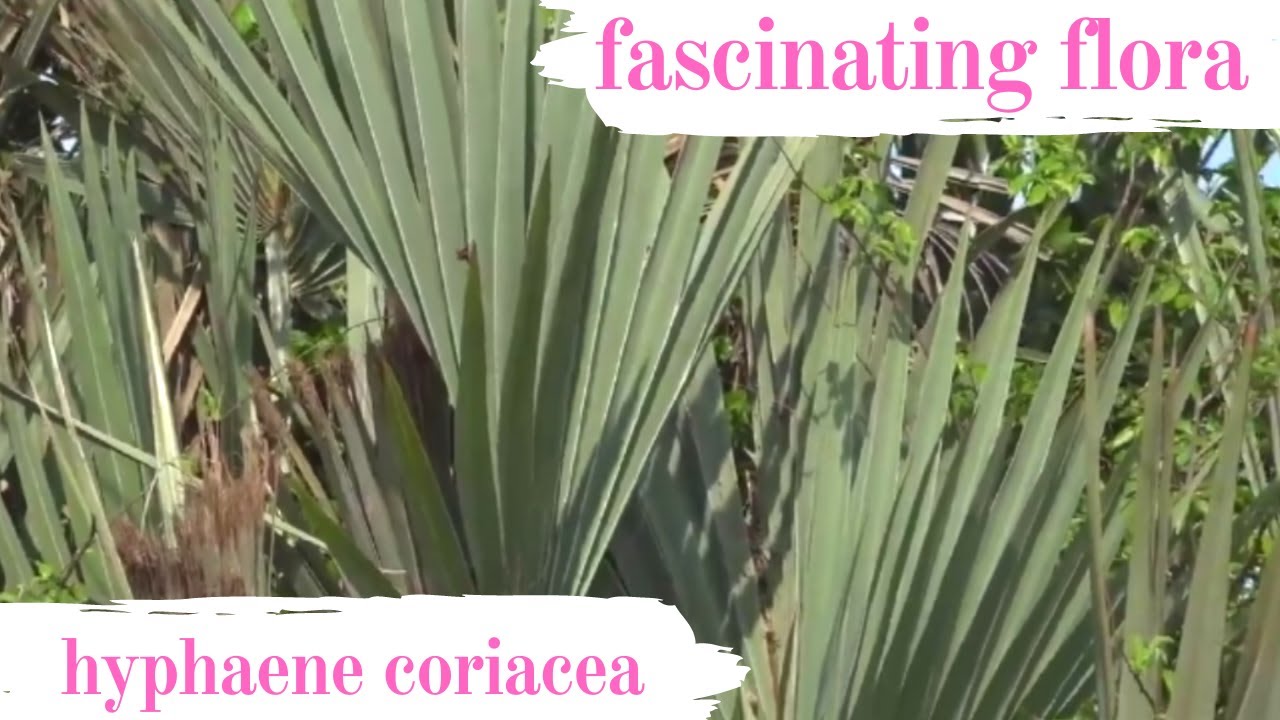 Fascinating Flora Lala palm Hyphaene coriacea with Kim - YouTube
