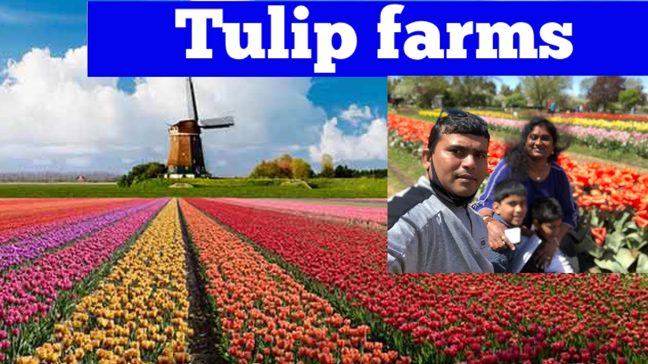 VELDHEERS TULIP FARM in Holland, Michigan, USA | Telugu traveller in ...