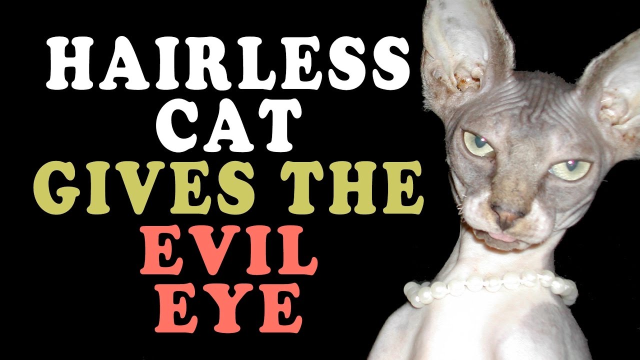 Bald Cat Gives The Evil Eye - YouTube