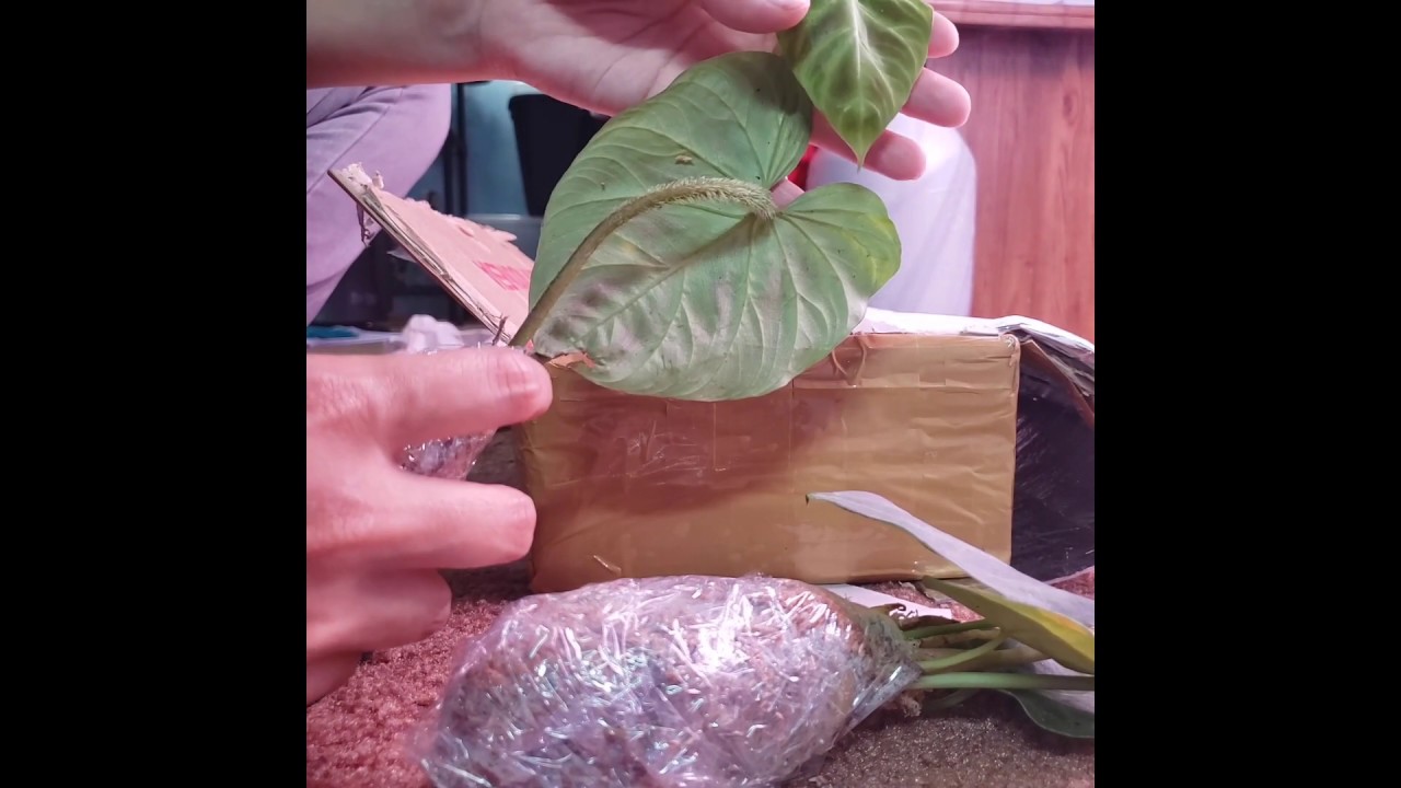 Ary Plants Rare Plant Import Unboxing - New to YouTube - YouTube