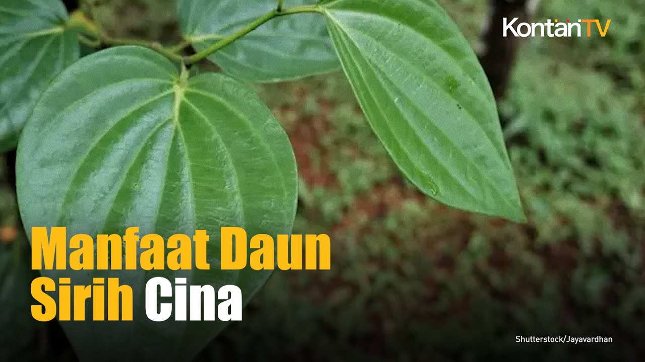 Manfaat Daun Sirih Cina - YouTube