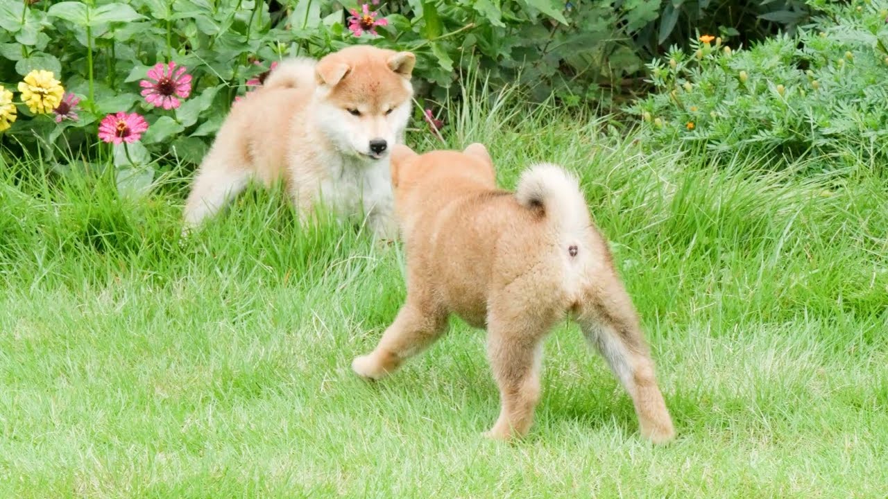 ID4486赤♀ ID4487赤♀shiba inu puppy red female - YouTube