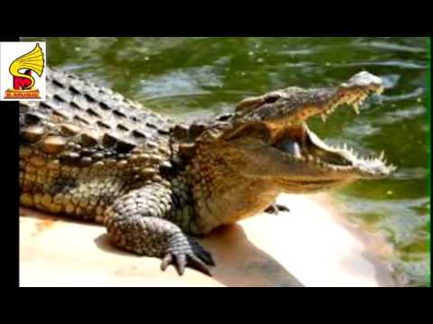 Crocodile Sounds And Pictures = Animal Sound For Children 3 - YouTube