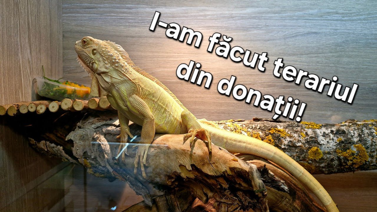 Am schimbat plantele la Vipera cu buze albe. Iguana albino are terariu ...