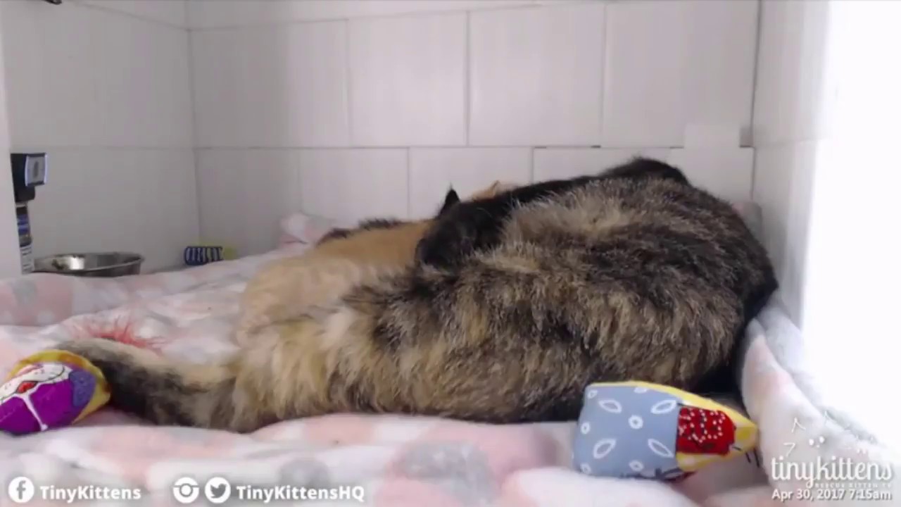 Tiny Kittens A little fart 4 30 2017 - YouTube