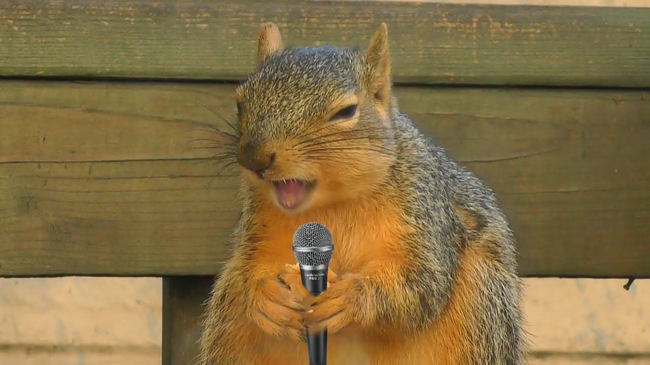 Slim the Squirrel Sings Never Can Say Goodbye by The Jackson 5 - Porch ...
